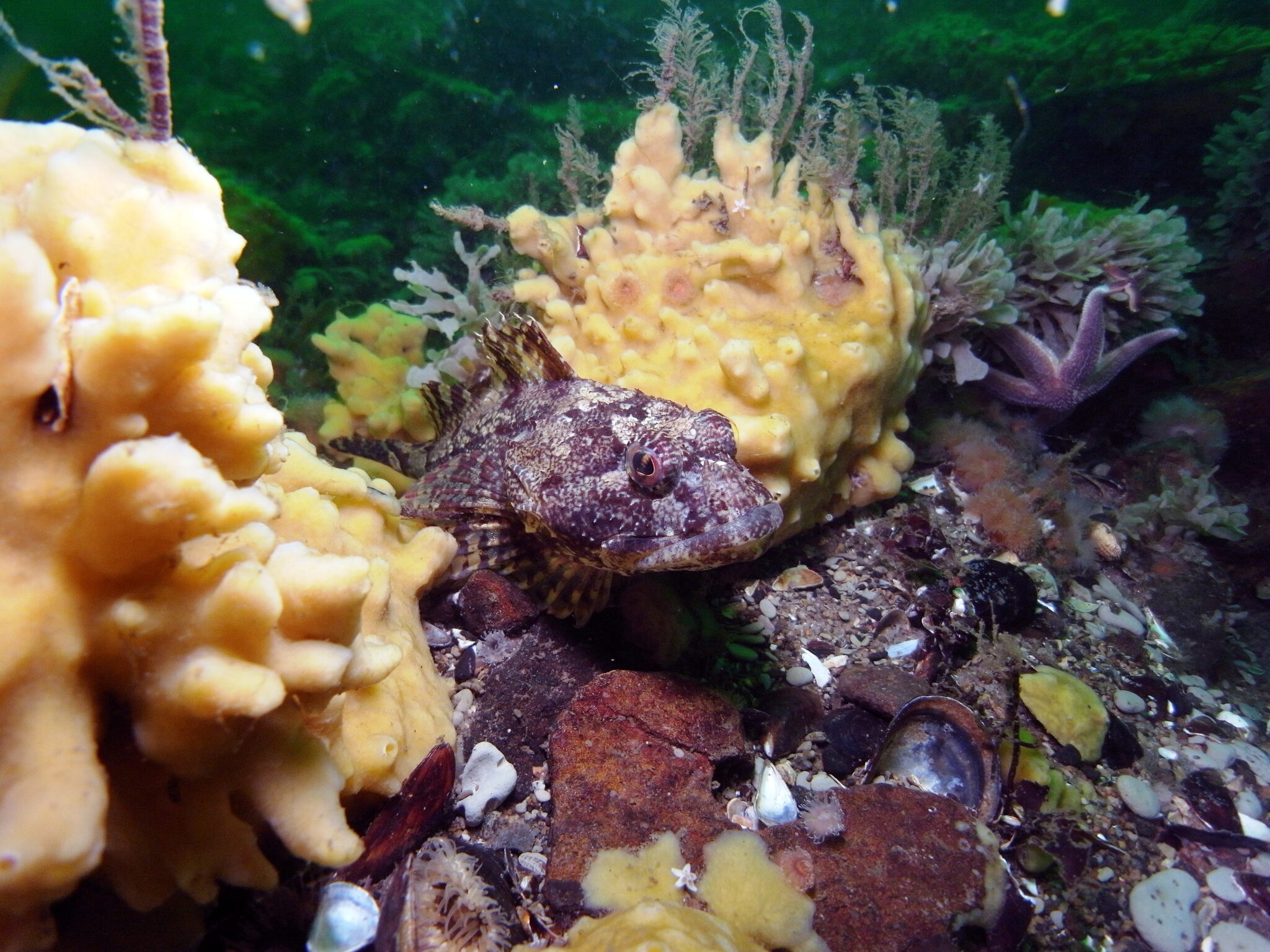 ULKEN – EN MISFORSTÅET FISK – blaaoplevelser.dk